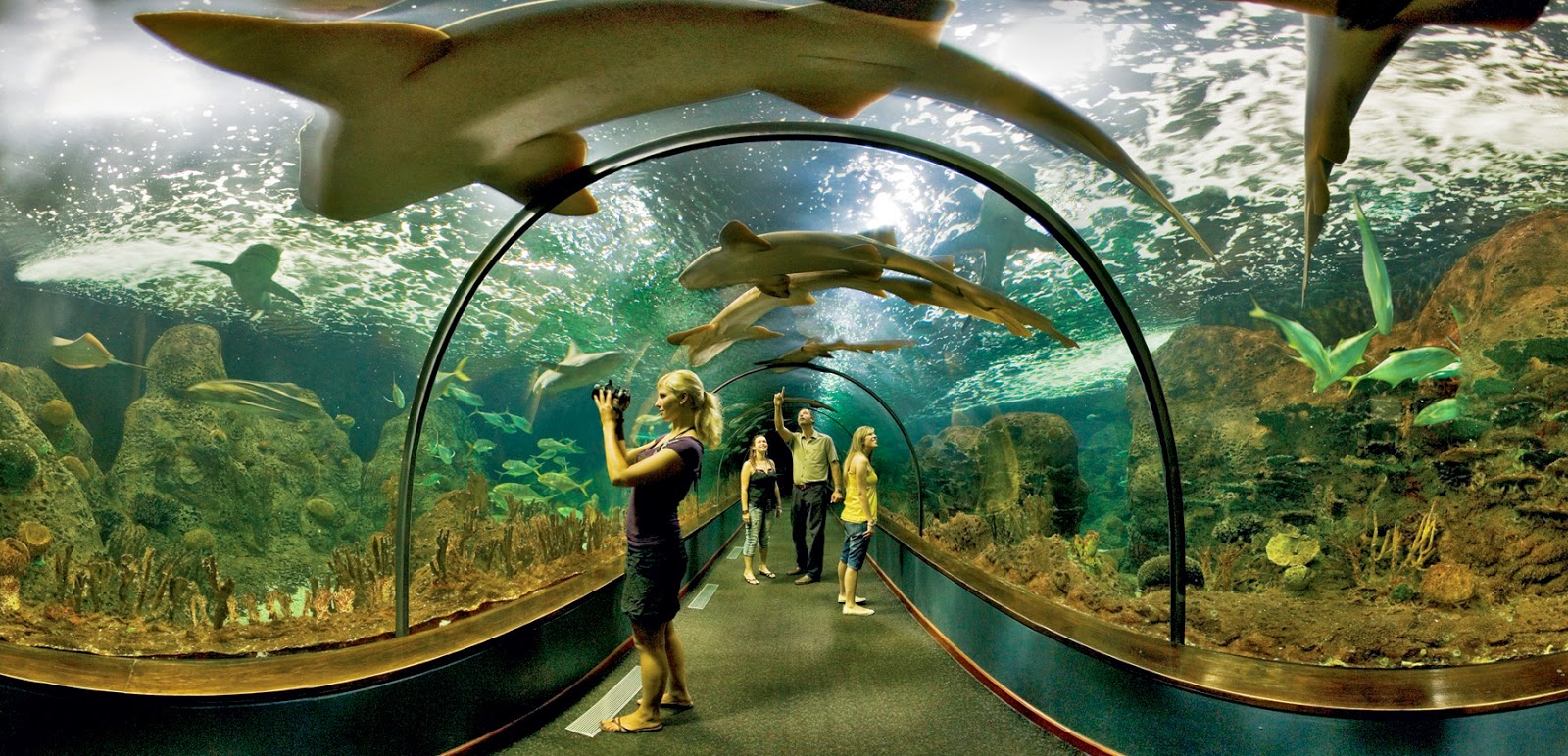 Loro Parque | Apartamentos Amedi